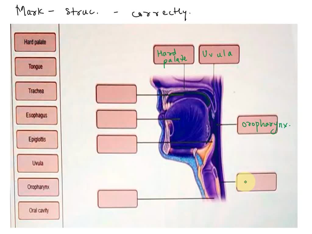 SOLVED: Drag the appropriate labels to their respective targets Reset ...