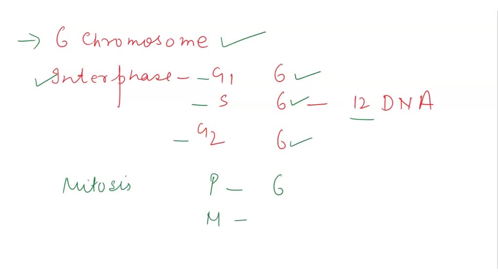 SOLVED: 'The mosquito Aedes aegypti has a diploid number of 6 ...