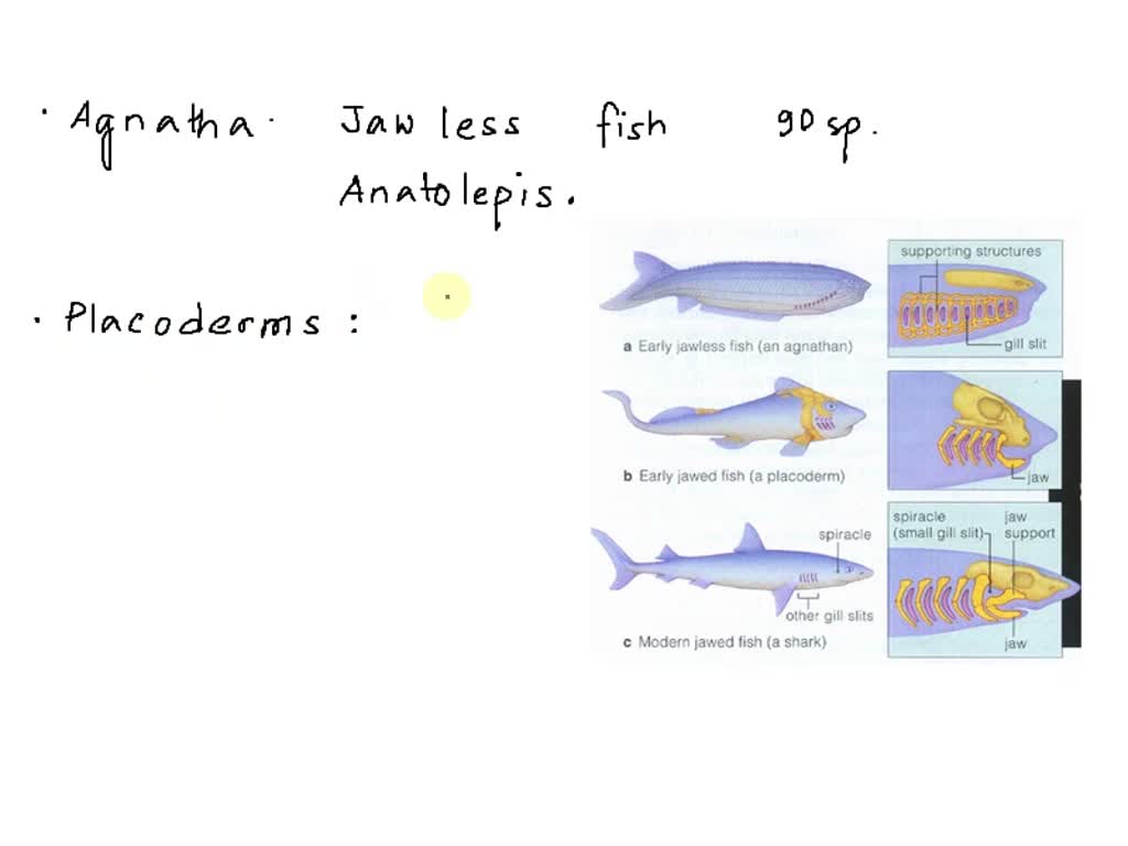 SOLVED: The ancestors of modern-day fish were vertebrate chordates ...