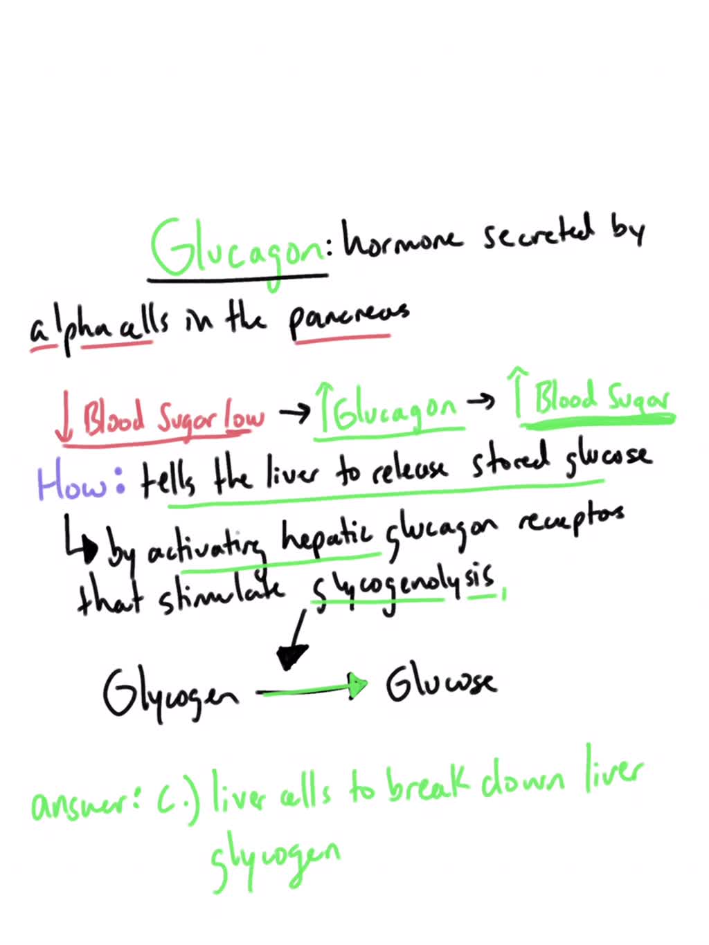 SOLVED: Glycogen breakdown in the muscle can be stimulated by ...