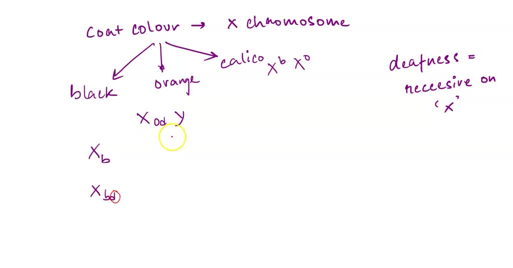 SOLVED: A female calico cat is crossed with a male black cat. What are ...