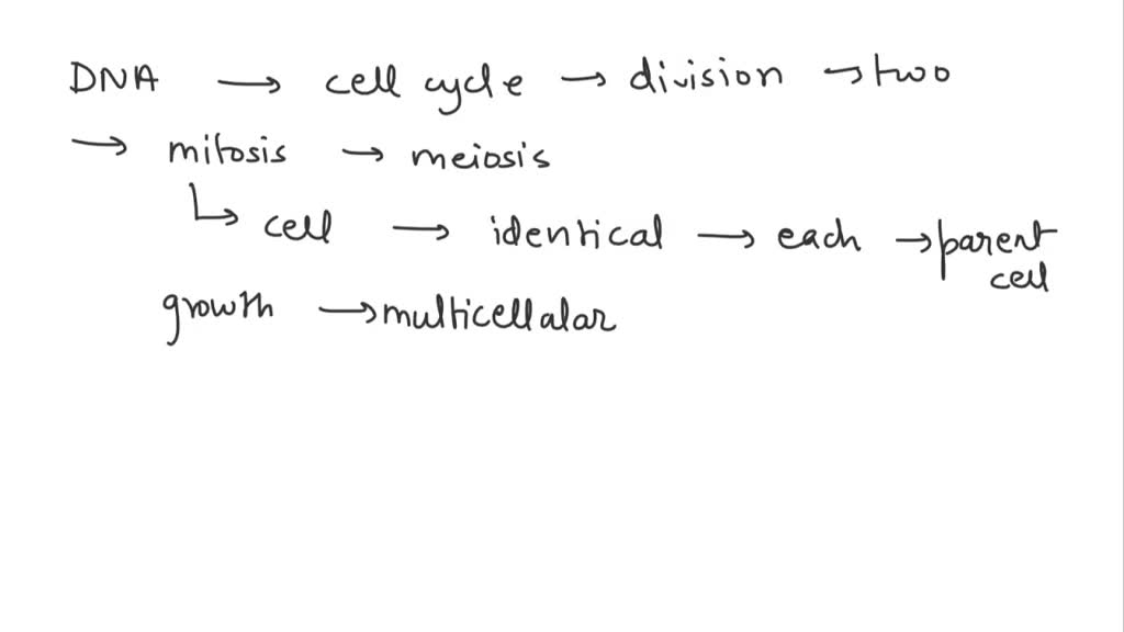 SOLVED: DNA replication occurs during the interphase preceding which ...