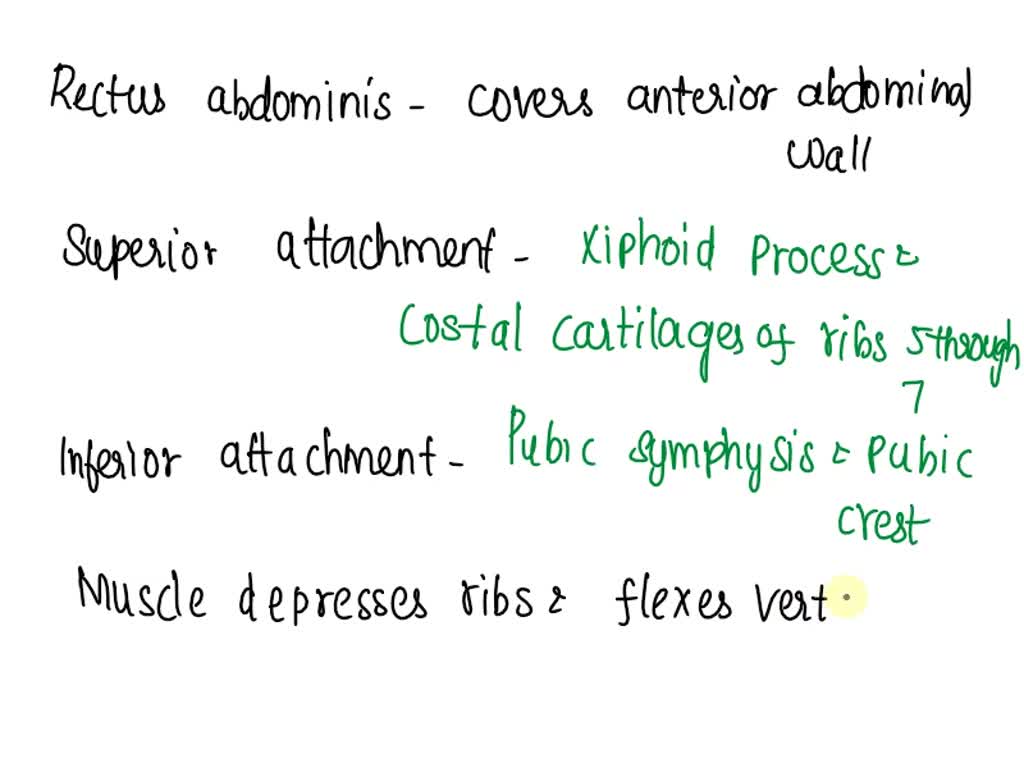 SOLVED: The rectus abdominis covers the anterior abdominal wall. Its ...