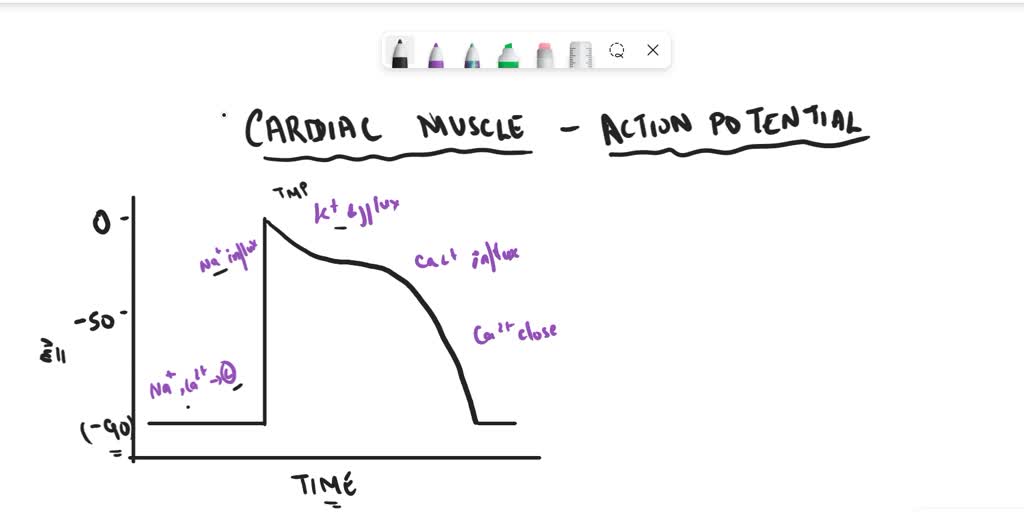 SOLVED: The contractile cardiac muscle action potential is: 1- unique ...