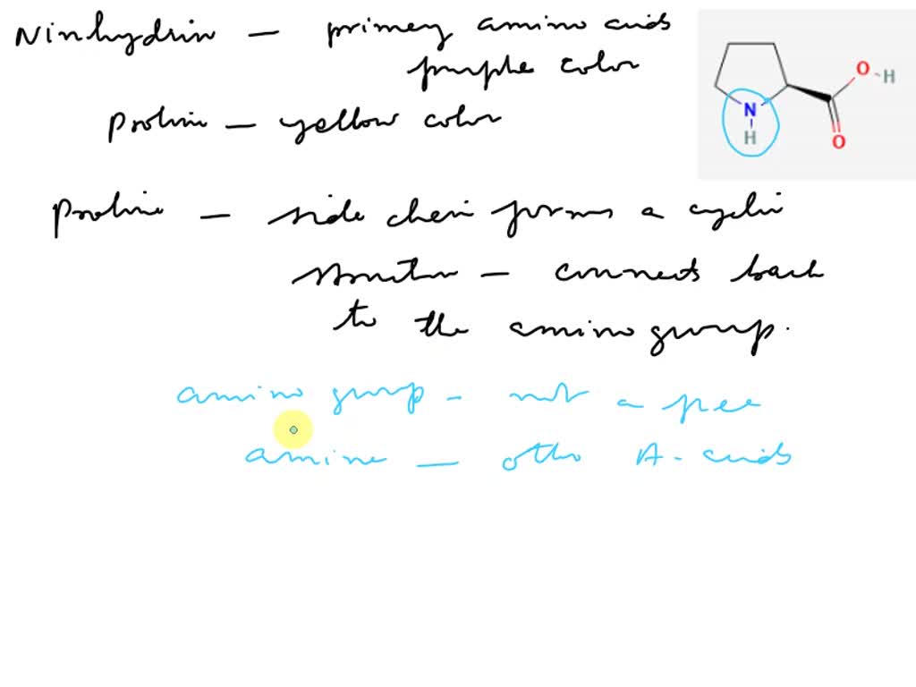 SOLVED: 5.) Ninhydrin reacts with primary amino acids t0 give purple ...