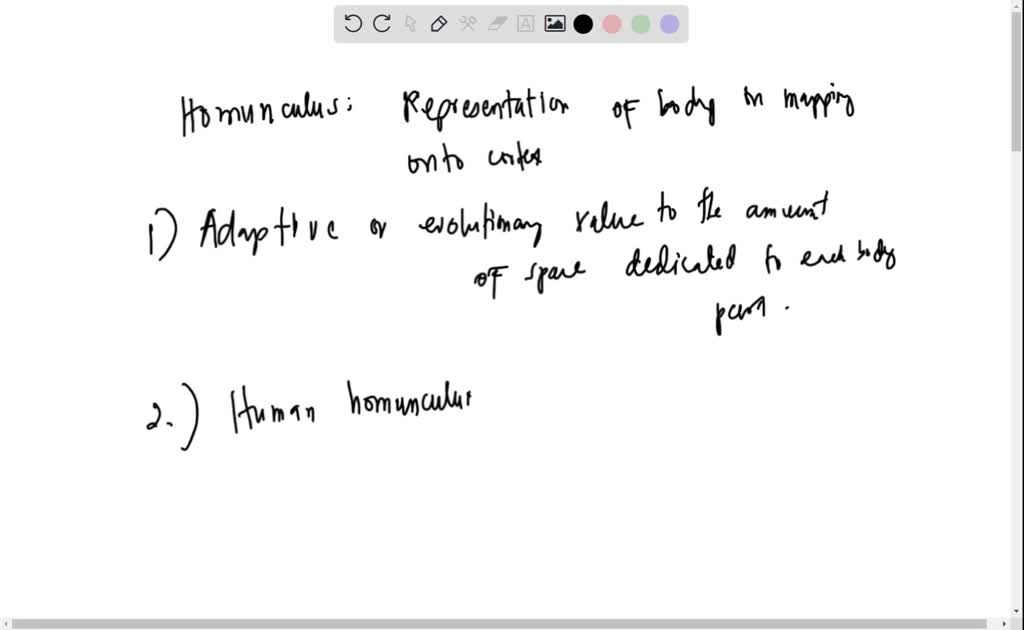 SOLVED: HOMUNCULUS: What is the adaptive or evolutionary value to the ...
