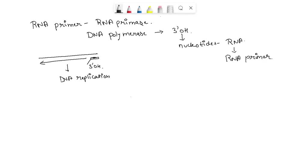 RNA primase synthesizes an RNA primer that attaches itself at the ...