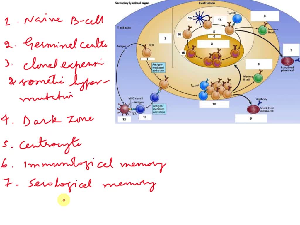 SOLVED: Secondary lymphoid organ B-cell T-cell zone Memory B cell ...