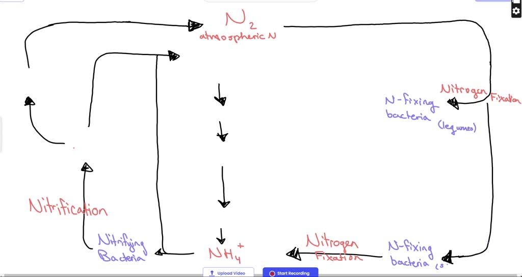 SOLVED: Draw the Nitrogen cycle for a terrestrial ecosystem. Please try ...