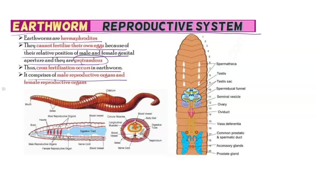 SOLVED: Draw a labelled diagram of the reproductive organs of an earthworm.