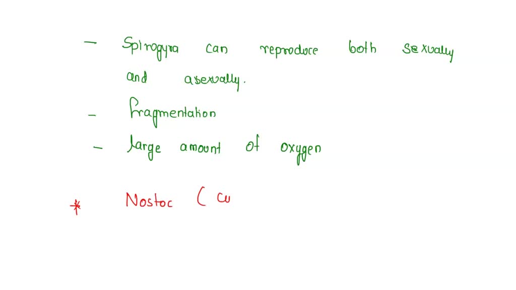 Fragmentation In Spirogyra Animation