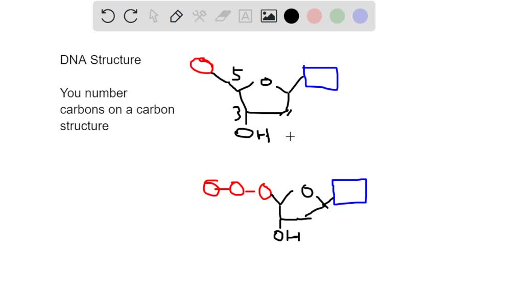 SOLVED: DNA is a double-stranded molecule. One strand is said to run in ...