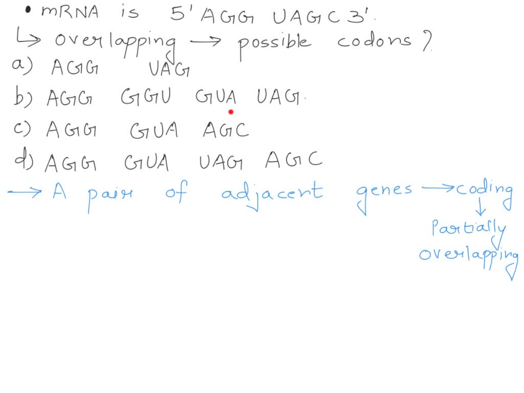 SOLVED: The sequence for a given mRNA is 5' AGGUAGC 3'. If the genetic code is 'Sartherlodoinsg ...