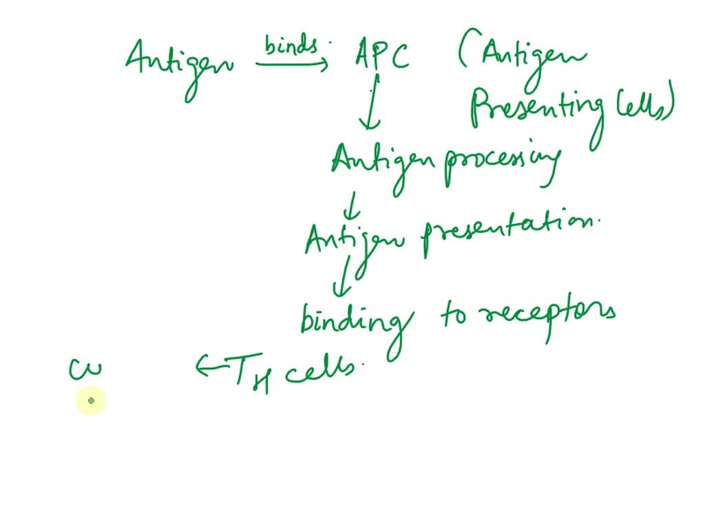 SOLVED: Draw a concept map of the adaptive immune system using words ...