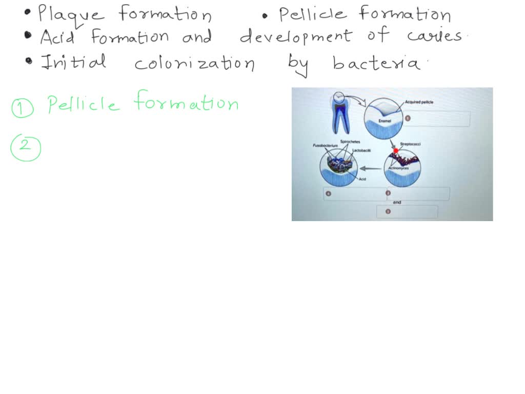 SOLVED: Texts: Place the text descriptions in the correct order to ...