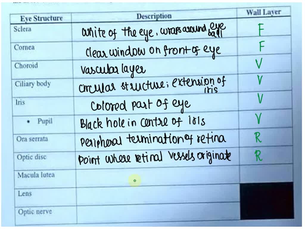 SOLVED: Activity 3: Eye Structures Identify the eye structures listed ...