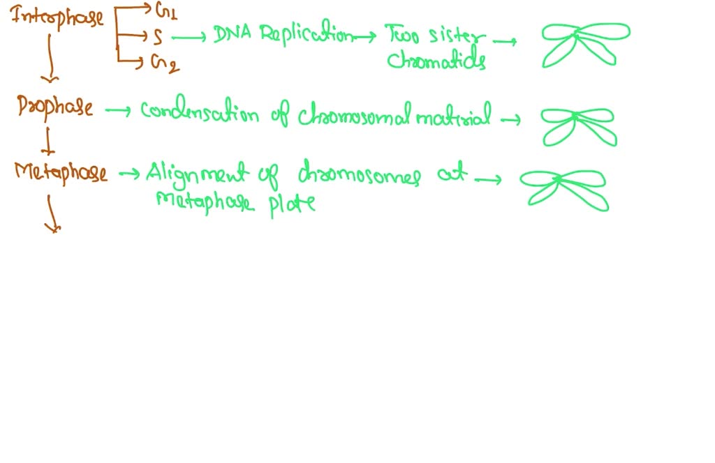 SOLVED: (Ch12) During which phases of the Cell Cycle do chromosomes ...