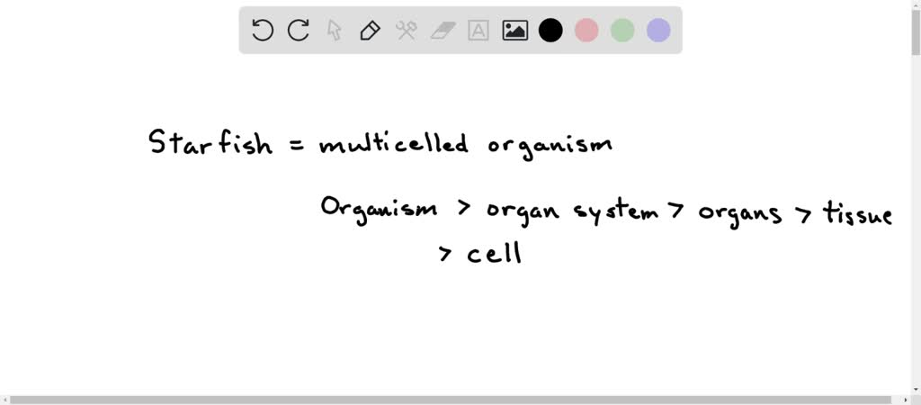 SOLVED: What is the highest level of organization of the starfish? A ...