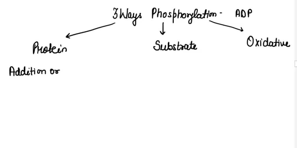 SOLVED: The phosphorylation of the ADP molecule converts it to the high ...