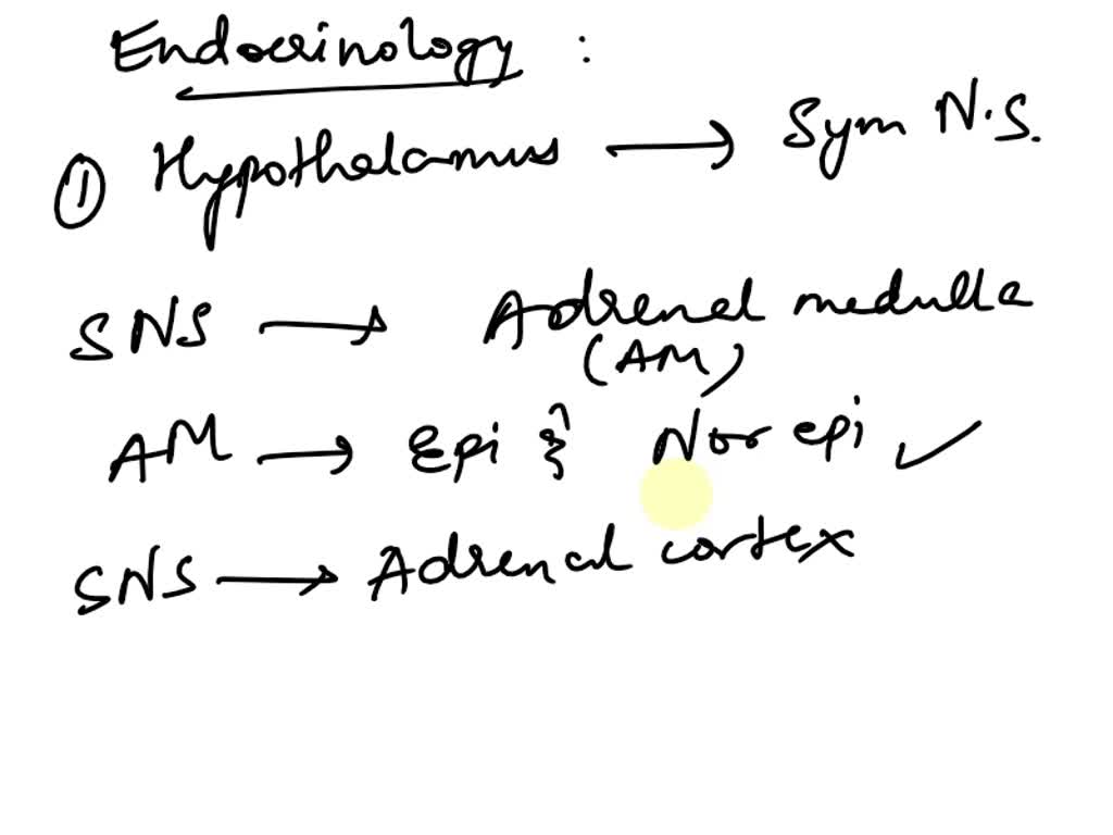 Solved The Nervous System Sends Action Potentials Directly To An Endocrine Gland Causing