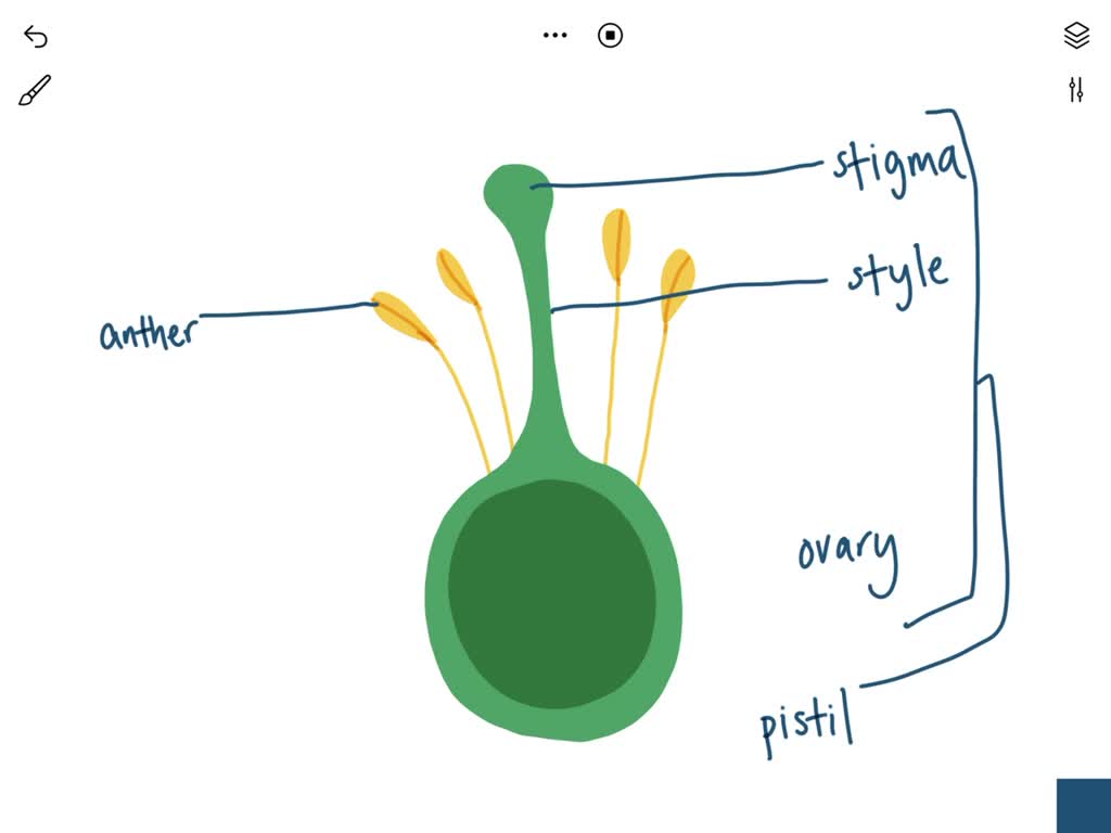 SOLVED: PLEASE HELPPPPP Directions: Label the parts of the flower: stigma, pistil, sepal, anther ...