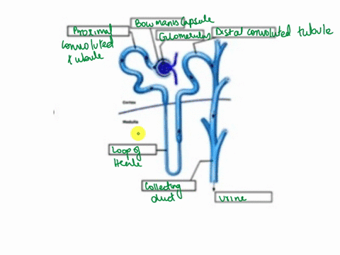 A. Examination of urine to determine its contents b. An...