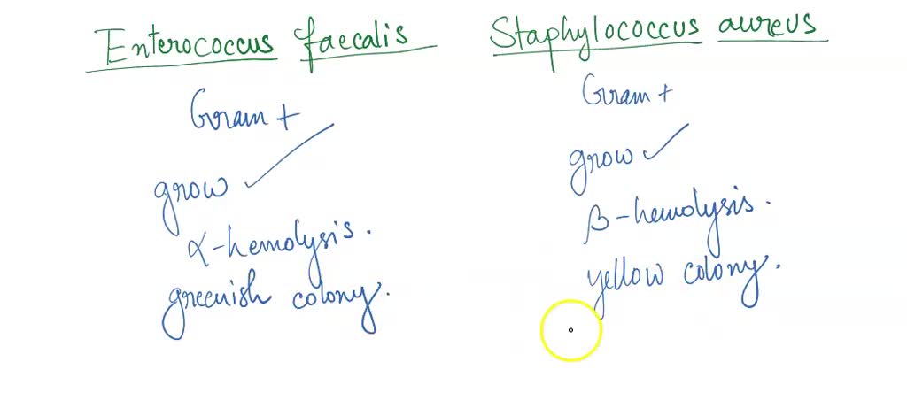 Solved Draw A Schematic For Identification Of Staphylococcus Aureus Staphylococcus Epidermis