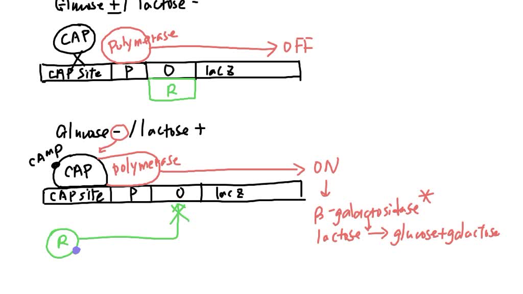 The activity of the lac operon is influenced by the availability of ...
