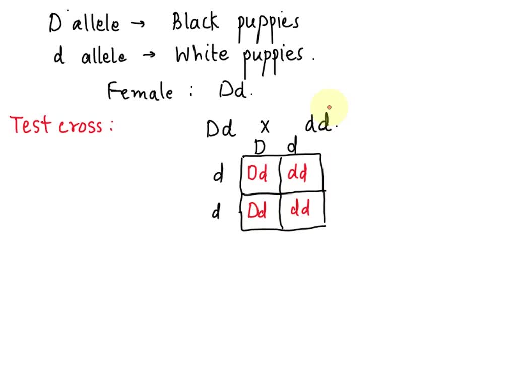 SOLVED: A female (Dd) black dog has three black puppies and one white ...