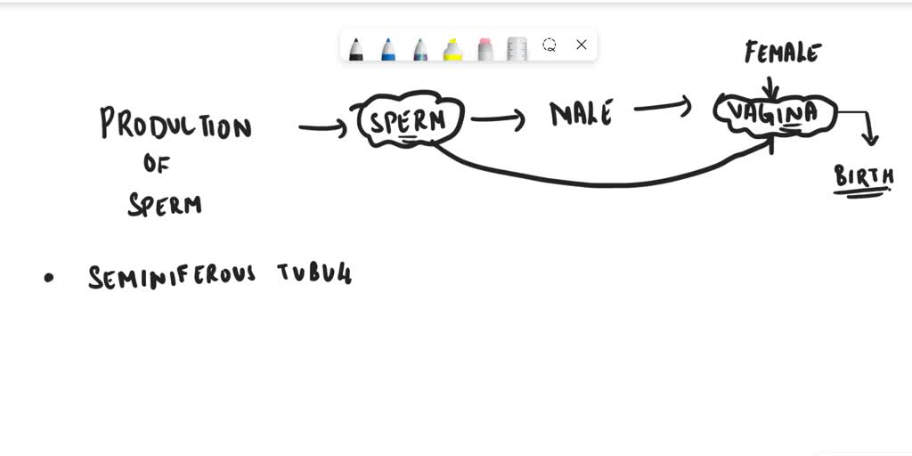 SOLVED: '2 10 Identify the sequence of structures through which sperm pass from the site of ...