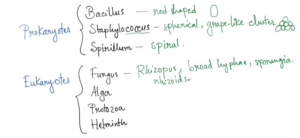 Solved The Differences Between Bacillus Pseudomycoides And Bacillus Cereus Thank You In Their