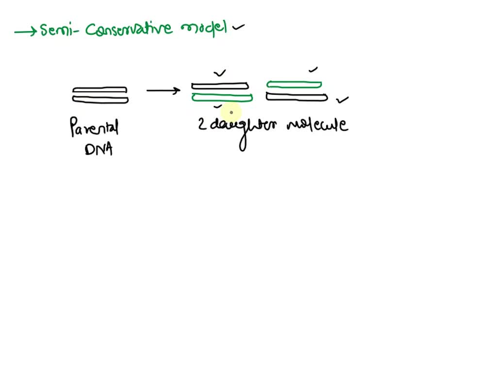 SOLVED: 3 We went over three models t0 explain DNA replication ...