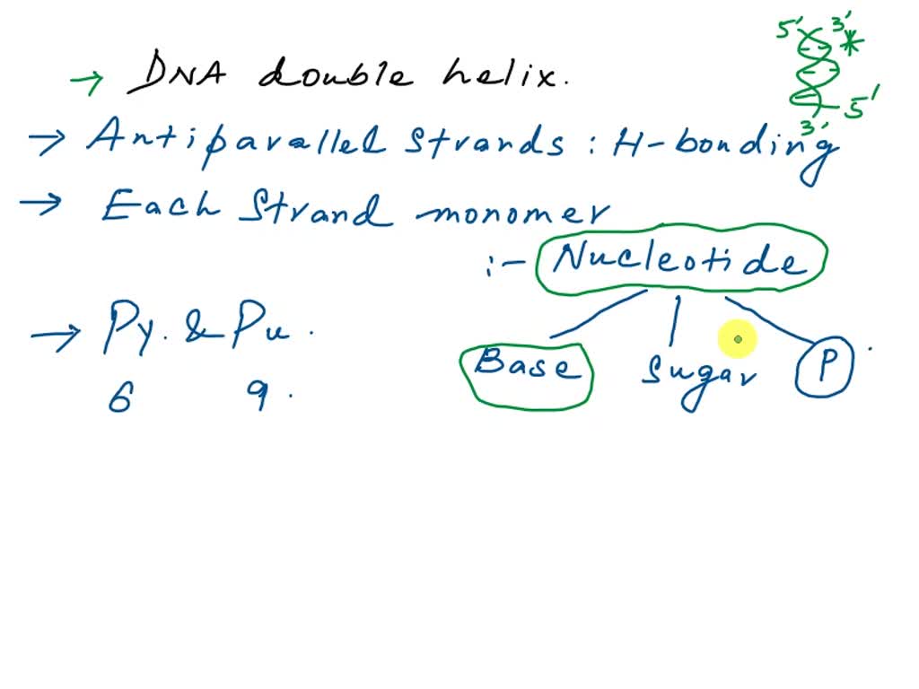 SOLVED: DNA diagram containing sets of nucleotide bases: Label the ...