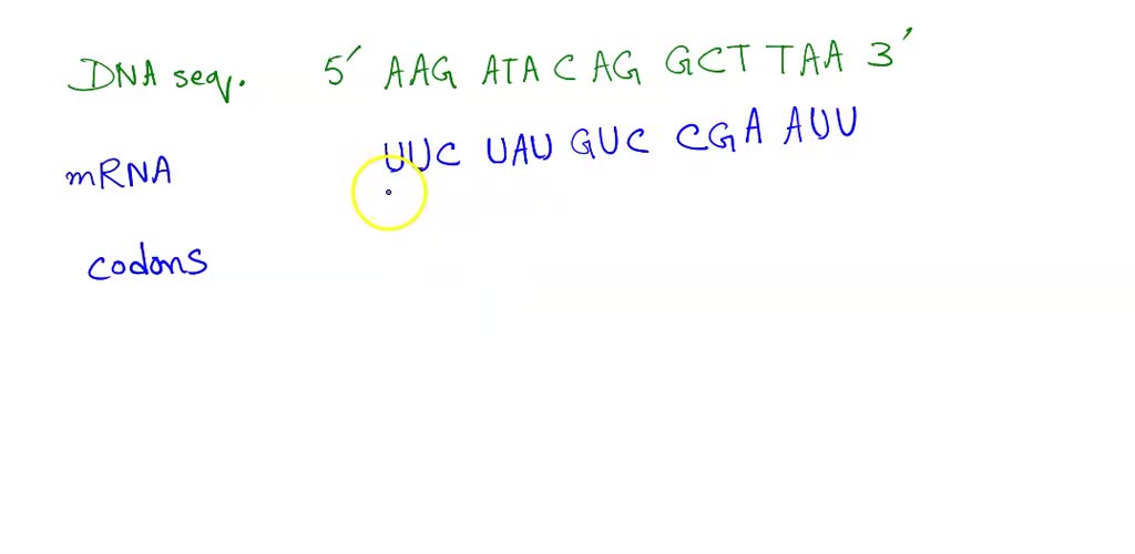 SOLVED: A Section of a Gene AAG ATA CAG GCT CGG TAA For the DNA ...