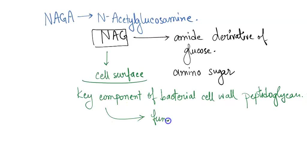 SOLVED: What is N-Acetylglucosamine (NAG)? Why is it important for ...