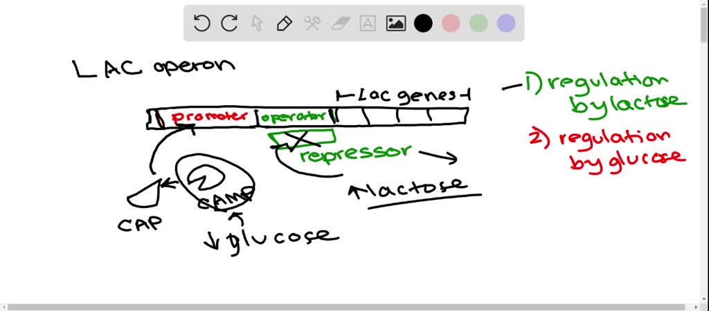 SOLVED: Question 6 In region III, transcription of the lac operon is ...