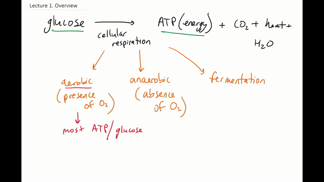 Cellular Respiration and Fermentation: Understanding the Basics ...