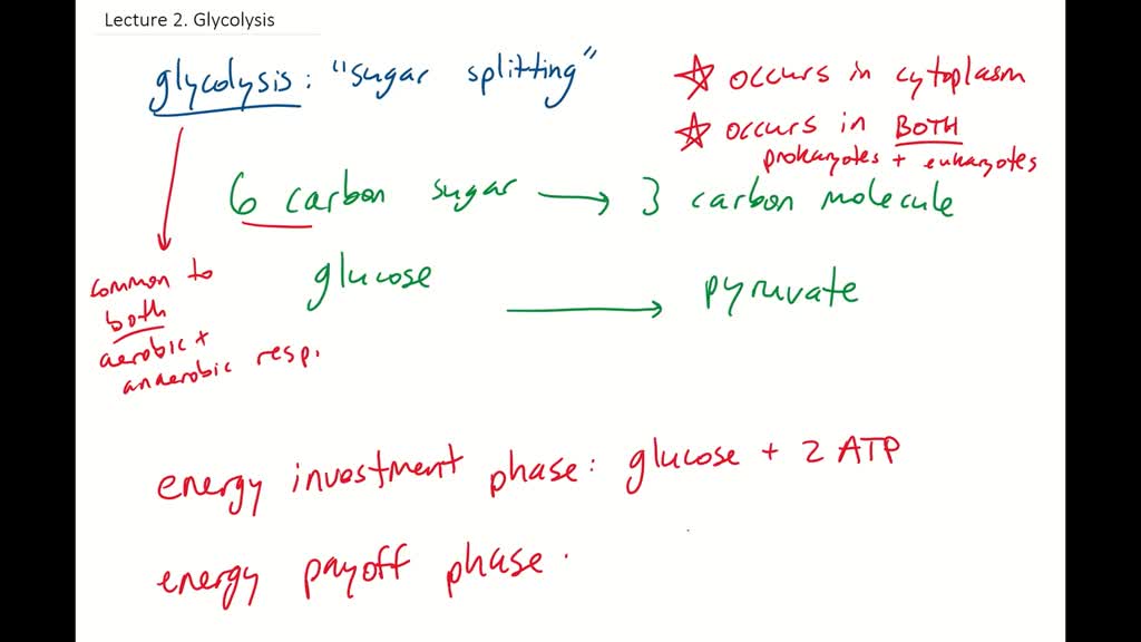 Cellular respiration - overview | Numerade