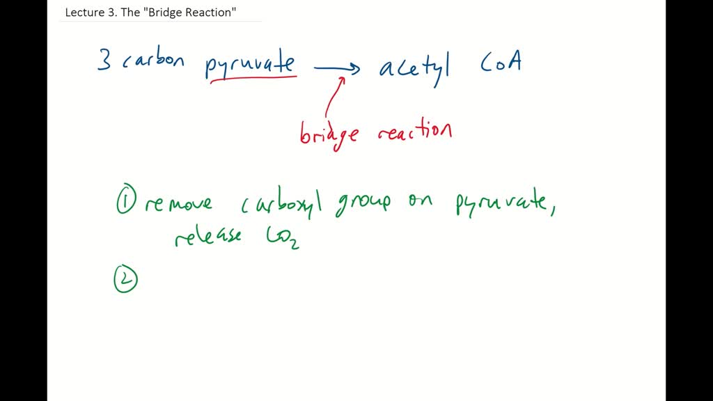 Cellular respiration - overview | Numerade