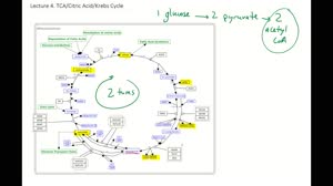 Cellular respiration - overview | Numerade