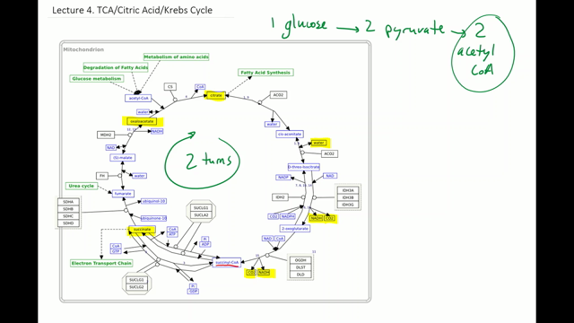 Cellular Respiration and Fermentation: Understanding the Basics ...
