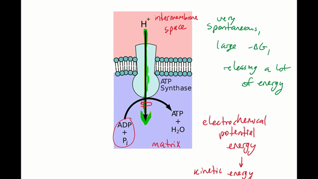 Cellular Respiration and Fermentation: Understanding the Basics ...