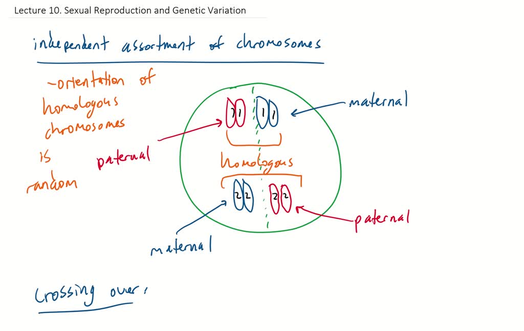 Sexual reproduction | Numerade