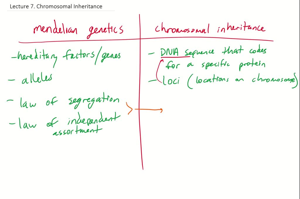 Mendelian genetics - overview | Numerade