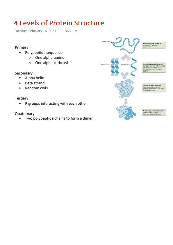 What causes the changes in protein structure through the three or four ...