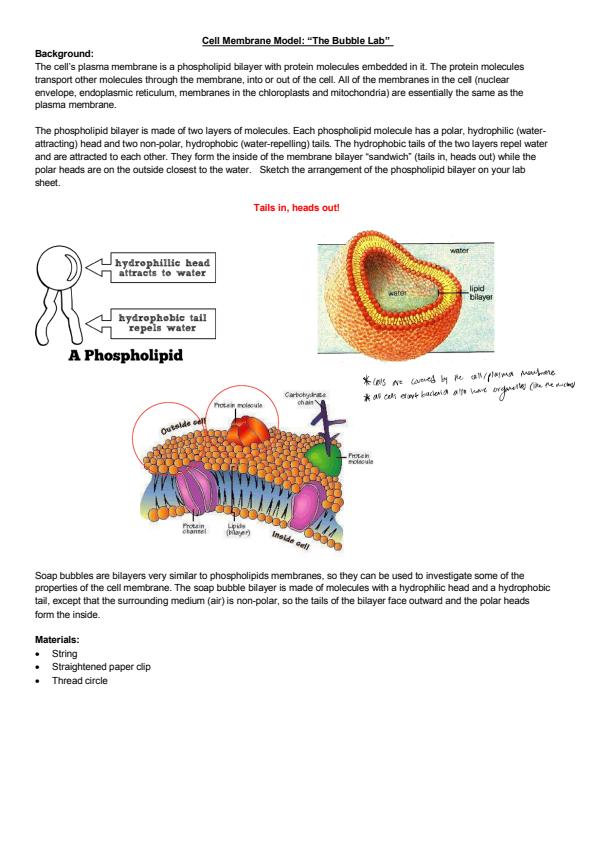 Use the labels to draw and annotate a cell membrane. Build the cell membrane across the center ...
