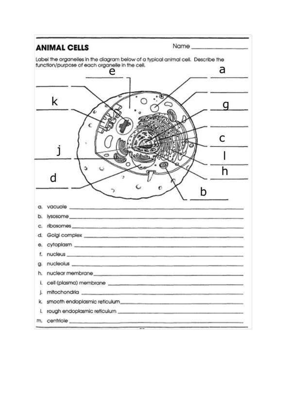 Alyssa is observing two cells, X and Y. Each cell is from either a ...