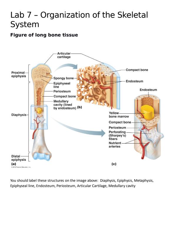 SOLVED: Module 6 - Chapters 6, 7, and 8 Lab - Skeletal System and Joint ...