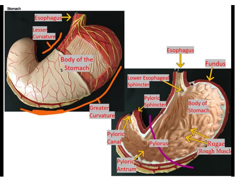 SOLVED: Label the anatomical features of the stomach and nearby regions ...