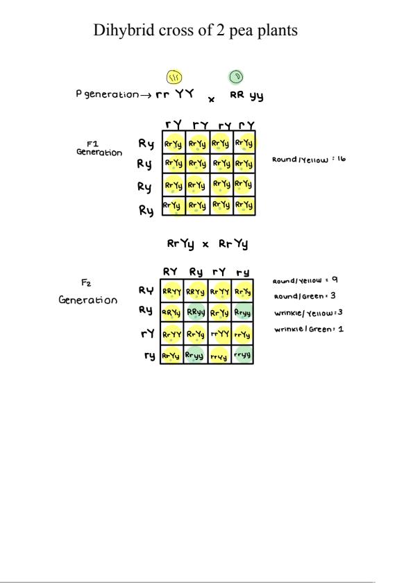 DRAW IT Two pea plants heterozygous for the characters of pod color and ...